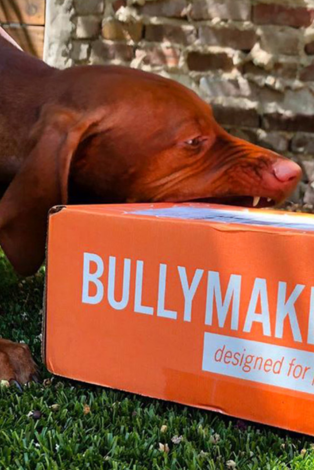 We Tested Best Dog Toy Subscription Boxes