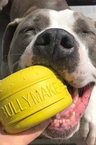 We Tested Best Dog Toy Subscription Boxes